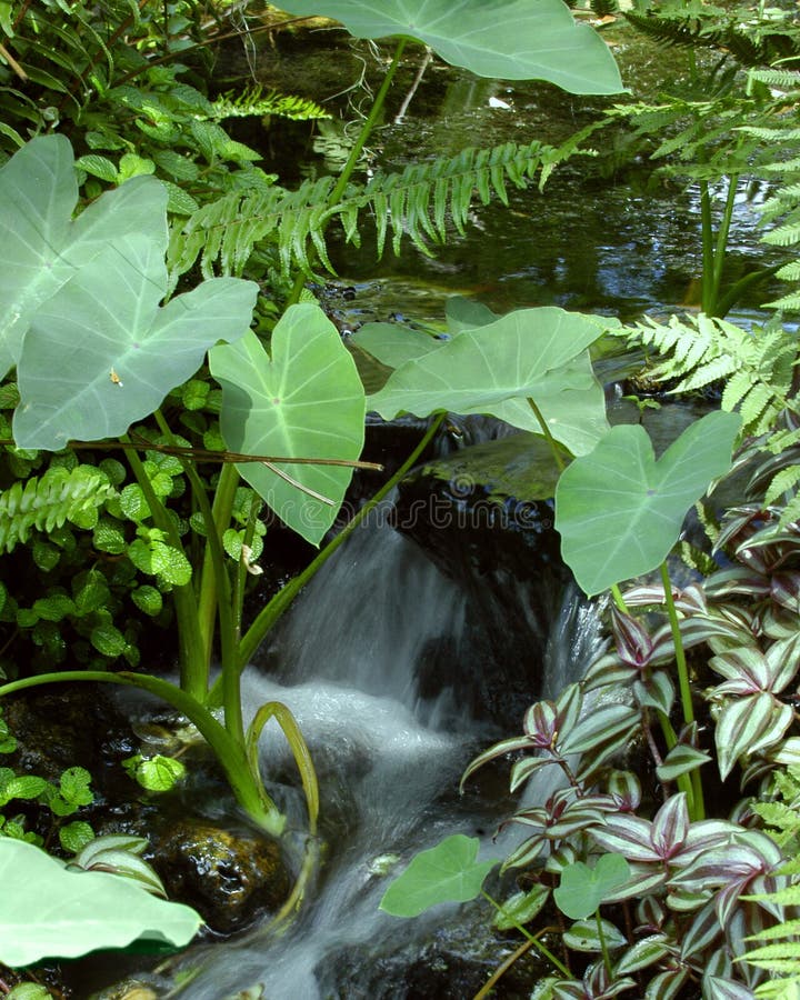 Small tropical stream stock image. Image of water, outside - 141349