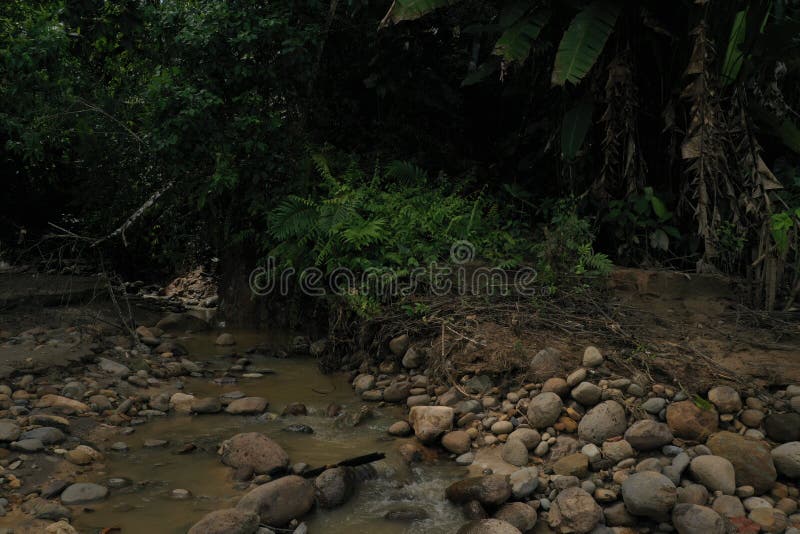 A Small Tropical Stream in the Amazon Rainforest Stock Image - Image of ...