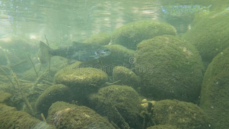 Small Trout Fish Swimming in Dark Water at Breeding Farm, Closeup ...