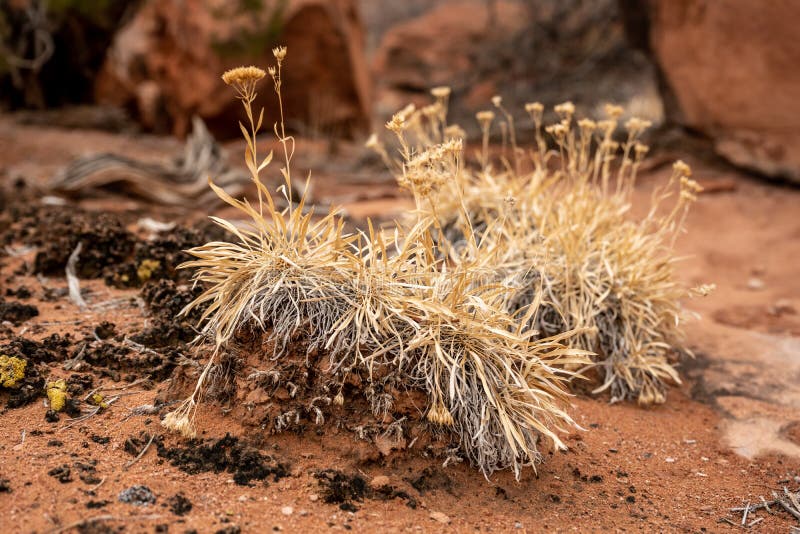 Small Tufts of Grass Grows in the Desert Crust Stock Photo - Image of ...