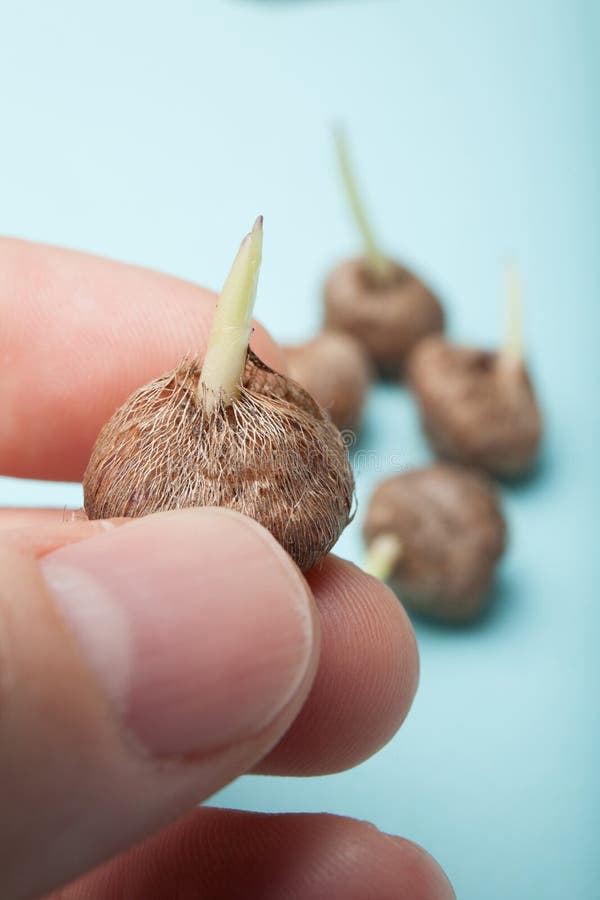 Small Tulip Bulb in Hand on a Blue Background Stock Photo - Image of ...