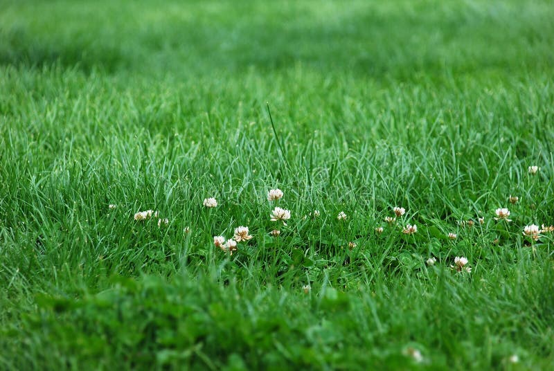 Small Tulips in Grass Field Stock Photo - Image of easter, beautiful ...