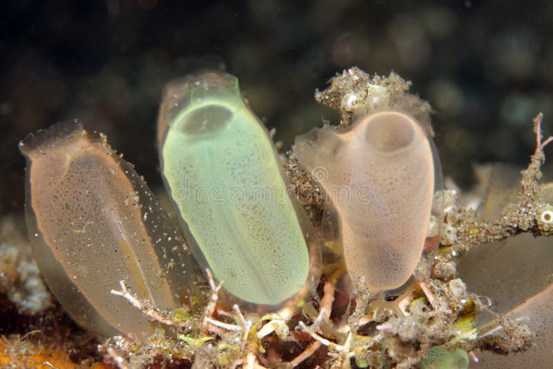 Small tunicates stock photo. Image of animals, indo, sulawesi - 8942398