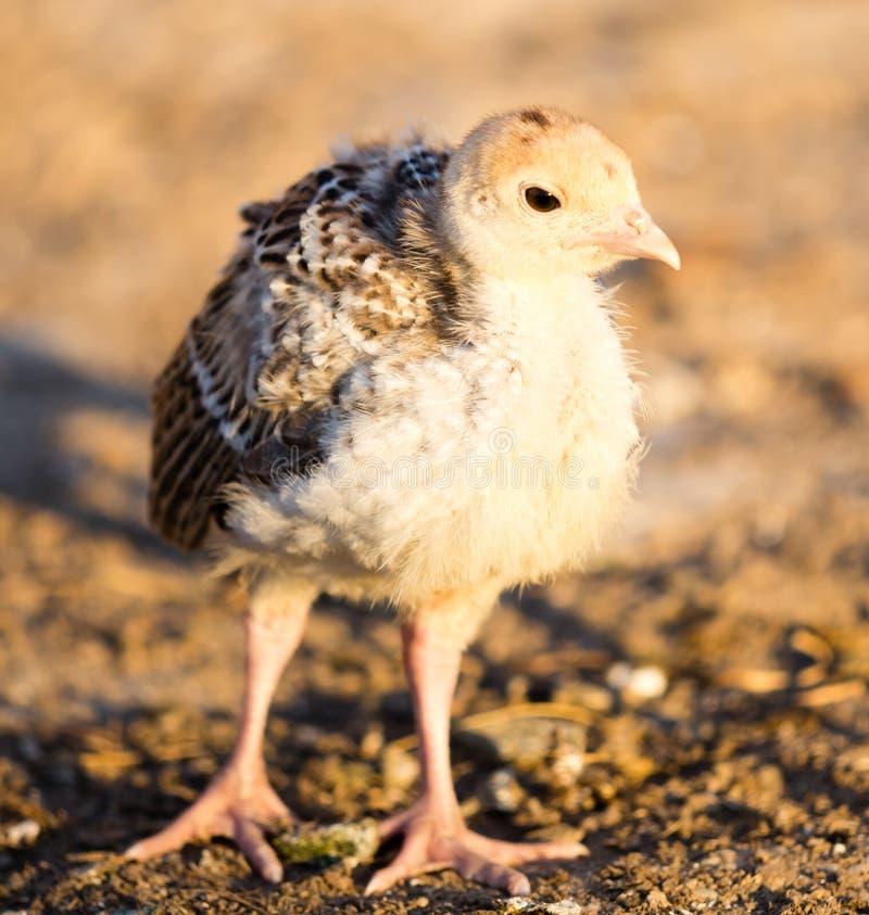 Small Turkey Chickens Graze on the Farm Stock Photo - Image of rural ...