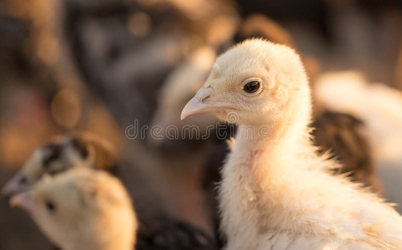 Small Turkey Chickens Graze on the Farm Stock Photo - Image of green ...