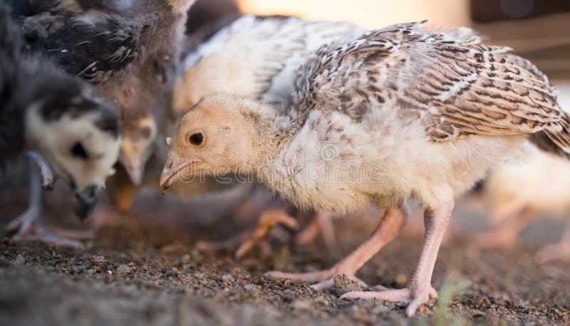 Small Turkey Chickens Graze on the Farm Stock Image - Image of yellow ...