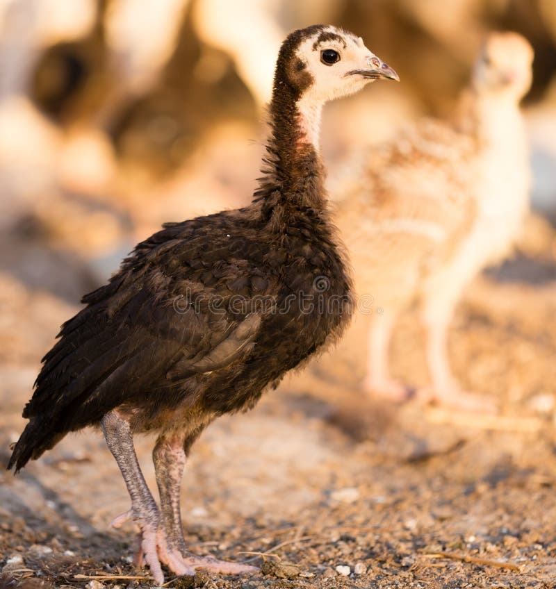 Small Turkey Chickens Graze on the Farm Stock Photo - Image of nature ...