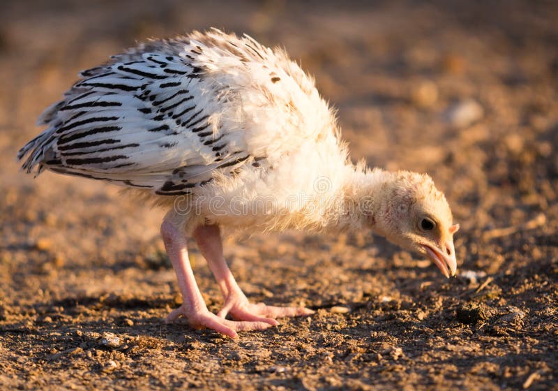 Small Turkey Chickens Graze on the Farm Stock Photo - Image of white ...