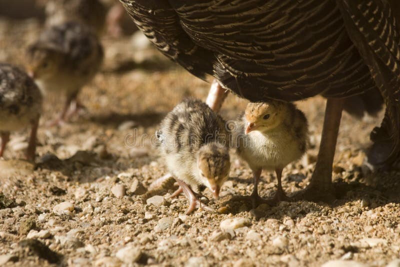 Small turkeys stock photo. Image of chicks, flock, pecking - 31917464