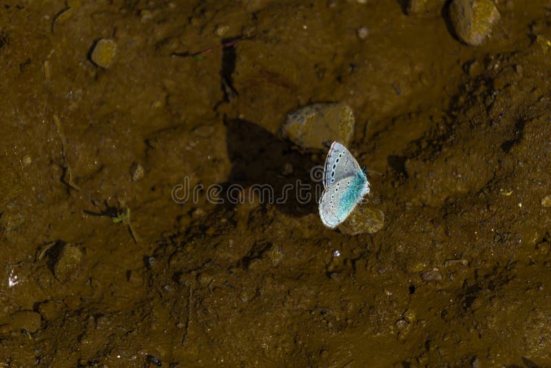 Turquoise butterfly stock photo. Image of close, detail - 759838