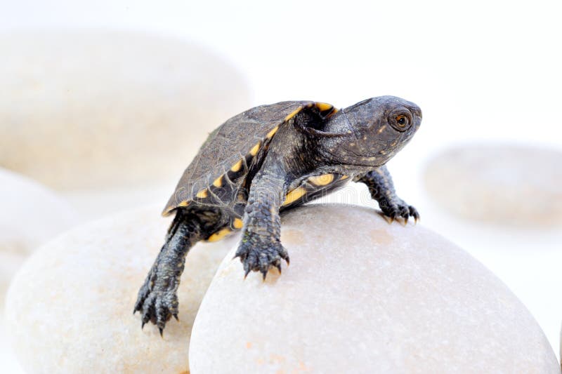 Small turtle stock photo. Image of small, closeup, slow - 10511506