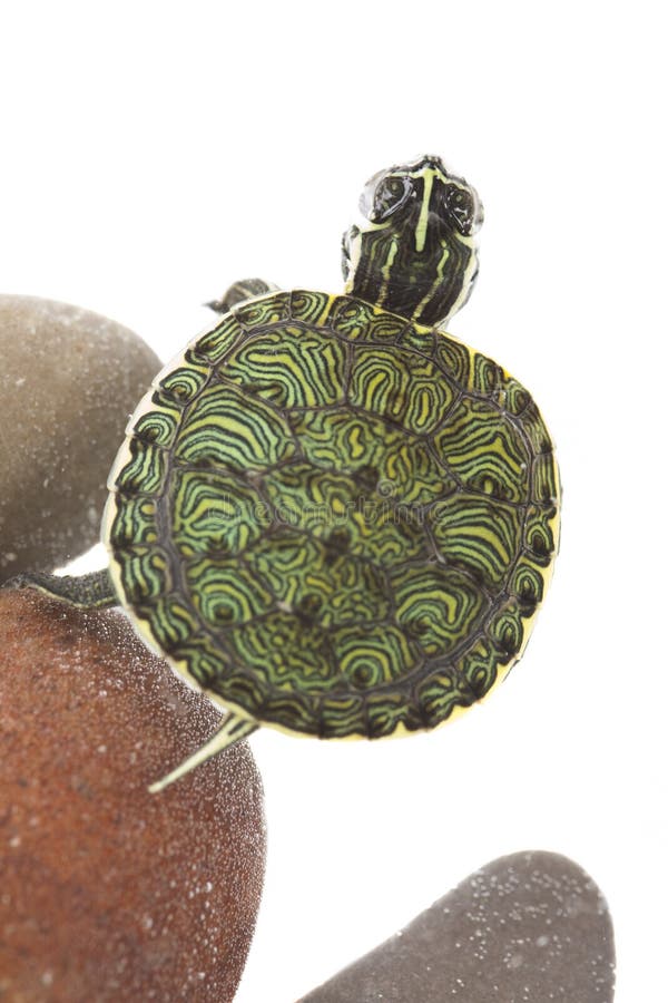 Side-necked turtle stock photo. Image of food, pond, pets - 15605706