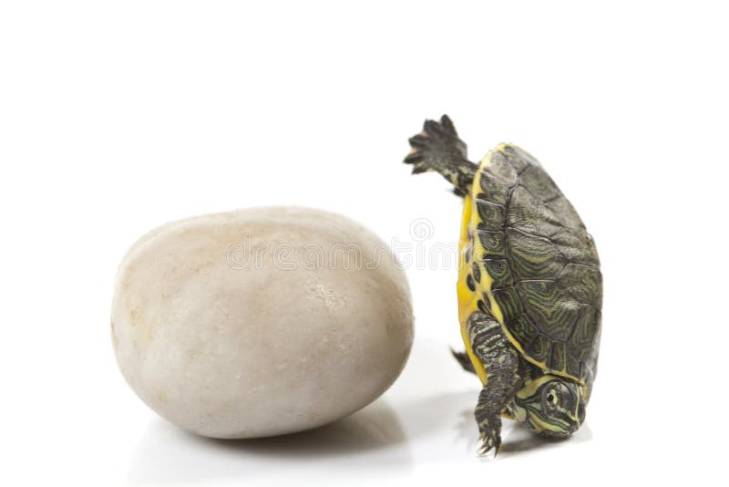 Baby turtle on pebbles stock photo. Image of herbivorous - 5547760