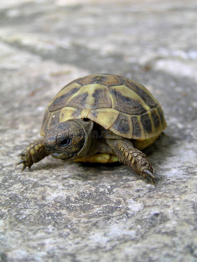 Small turtle stock image. Image of young, stone, camera - 218751