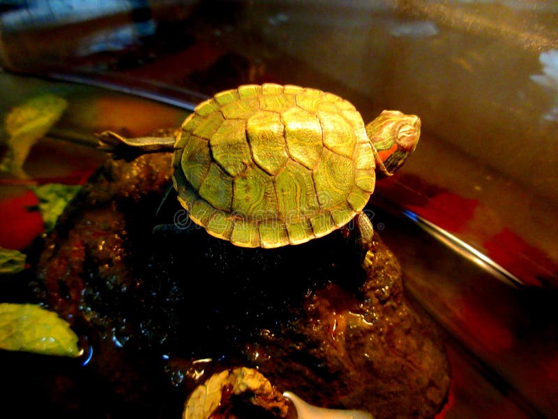 Small Turtle Basking on a Stone with One Leg Raised in Air Stock Photo ...