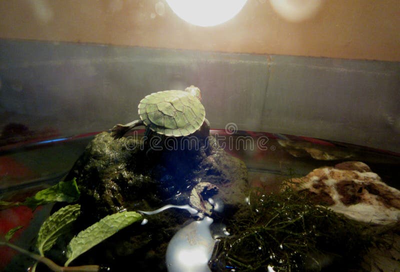 Baby Turtle Basking Stock Photos - Free & Royalty-Free Stock Photos ...