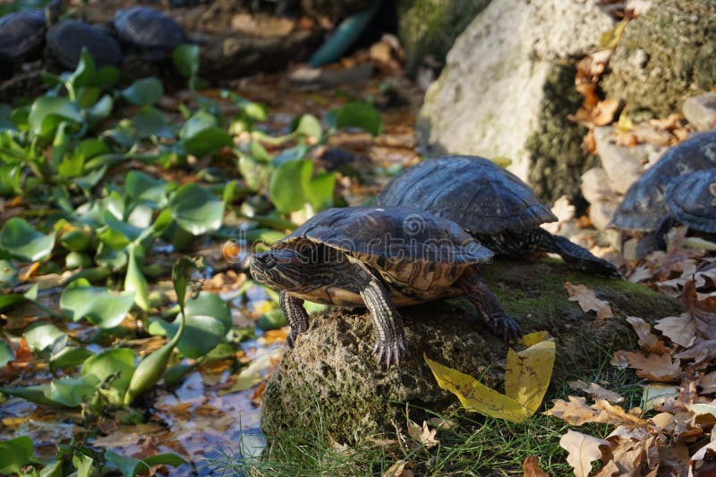 Small Turtle Basks on a Rock with Greenery on the Lake Stock Photo ...