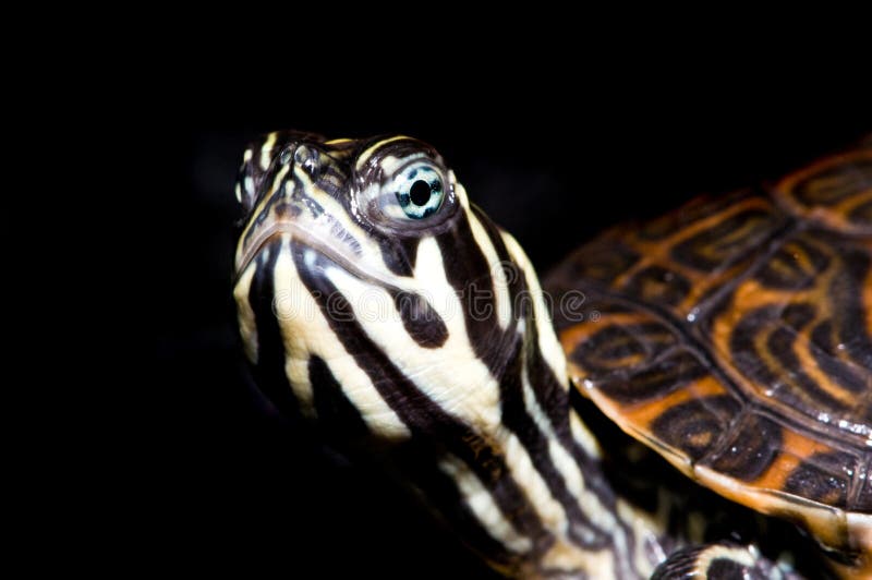 Amazon Toad-headed Turtle / Batrachemys Raniceps Stock Photo - Image of ...