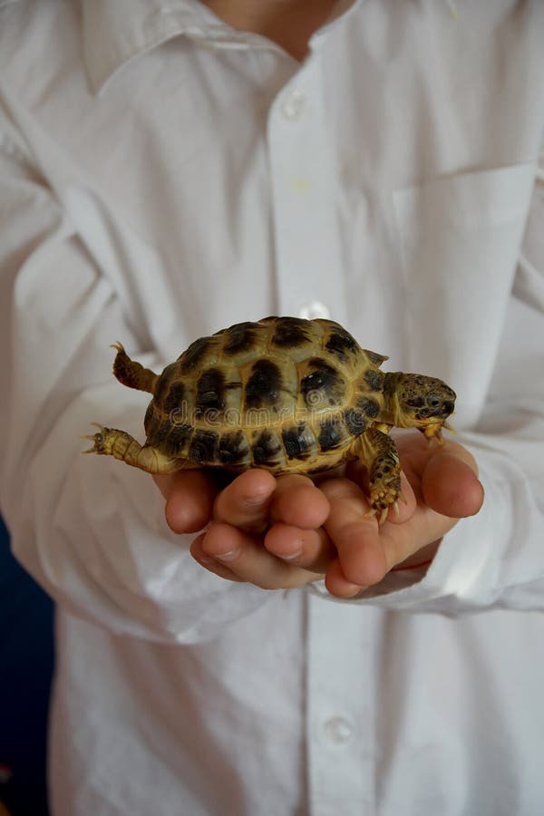 A small turtle stock photo. Image of breed, care, turtle - 88068772