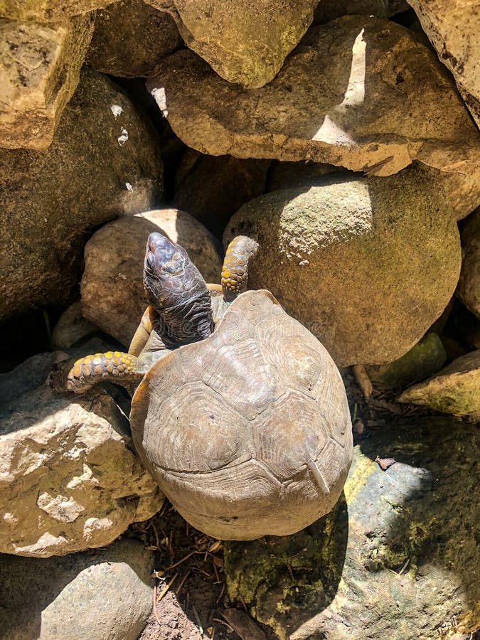 Small Turtle Climbing Rock Pile Stock Photo - Image of wildlife ...