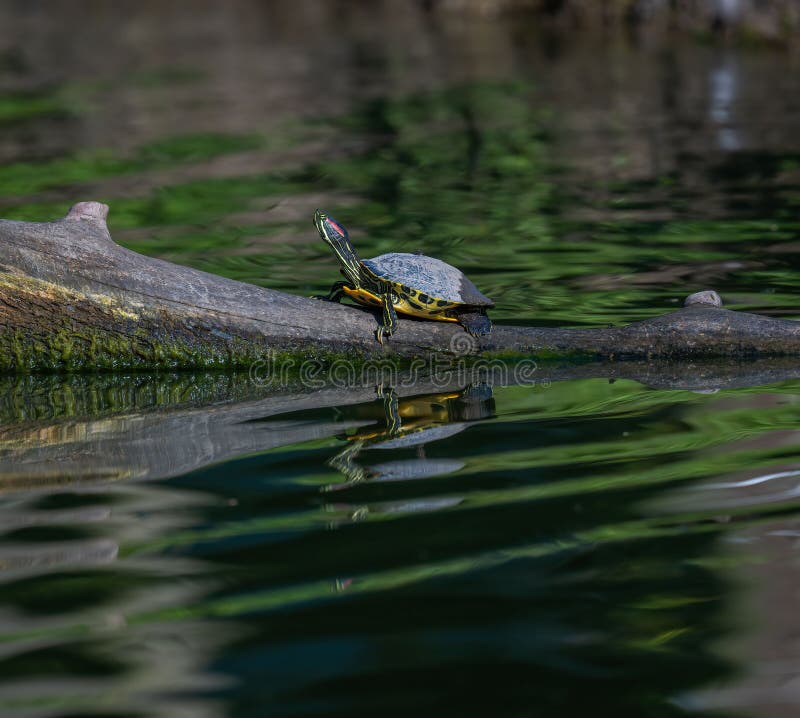 Small Turtle Crawling on the Tree Branch on the Lake Stock Image ...