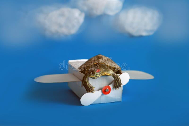 A Small Turtle Flies on a Paper Plane Stock Image - Image of cute ...