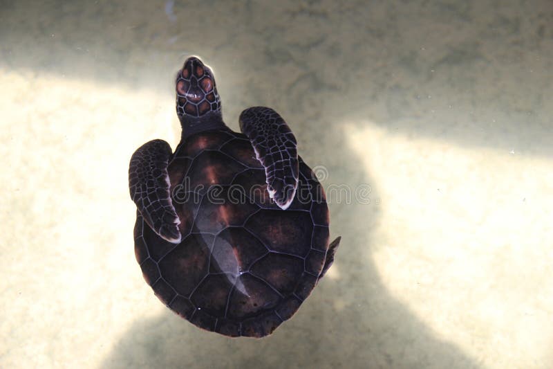 A Small Turtle with Flippers Folded on Its Shell Swims in an Indoor ...