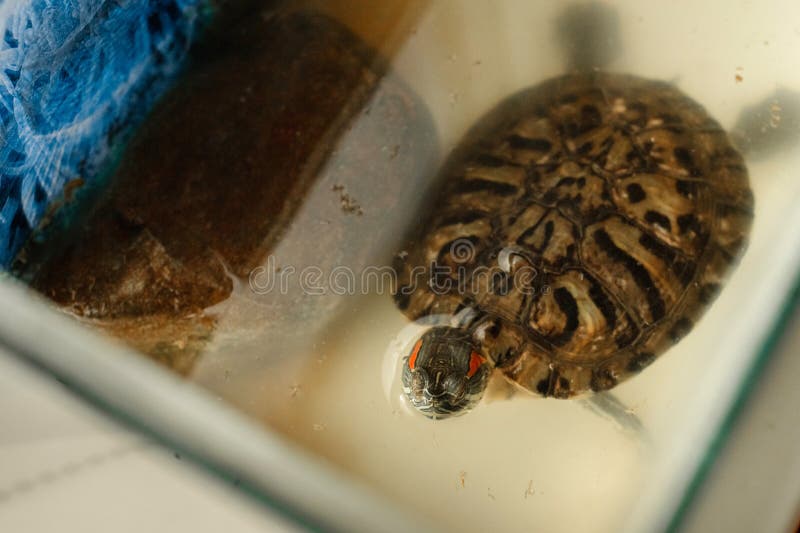 Small Turtle in Glass Container Stock Photo - Image of container, cute ...