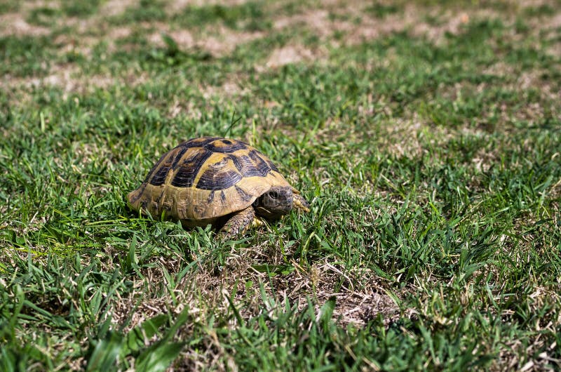 A small turtle stock image. Image of wildlife, animal - 48193251