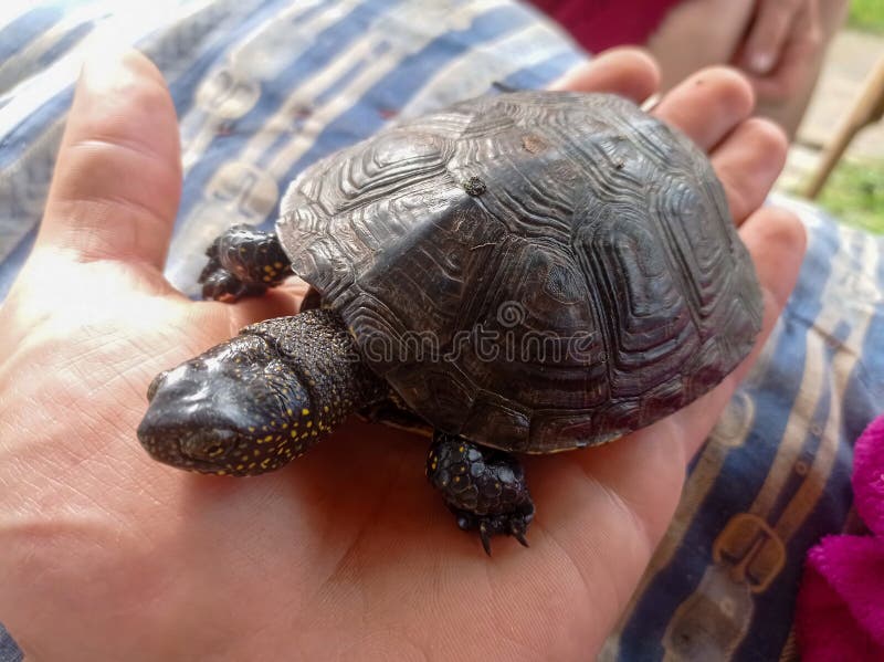 Turtle Shell Person's Head Stock Photos - Free & Royalty-Free Stock ...