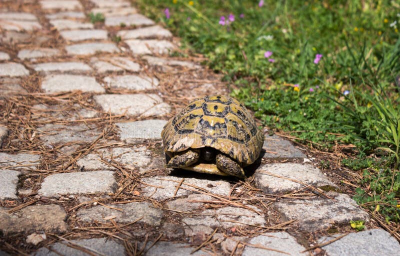 Walking stone pathway. stock photo. Image of canary, volcanic - 16973934