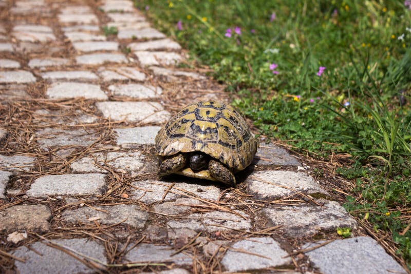A Small Turtle Hid in a Shell on a Walking Stone Path. Ohrid, North ...