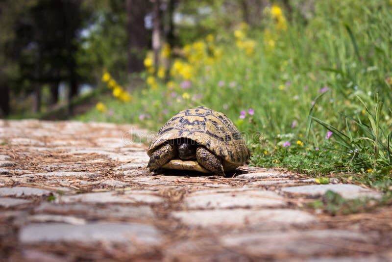 A Small Turtle Hid in a Shell on a Walking Stone Path. Ohrid, North ...