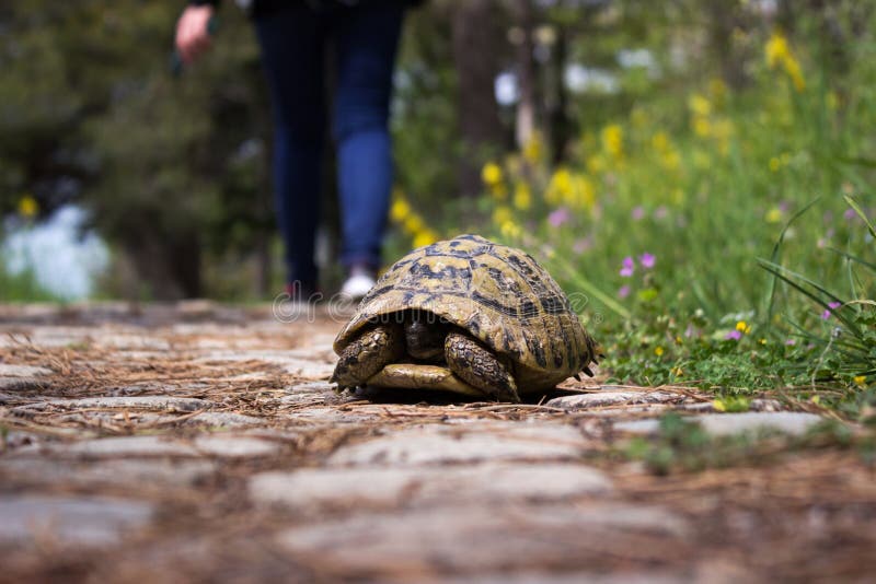 Walking stone pathway. stock photo. Image of canary, volcanic - 16973934