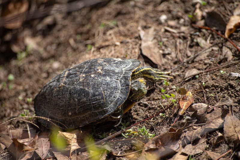 A single small turtle stock photo. Image of turtle, small - 325149970