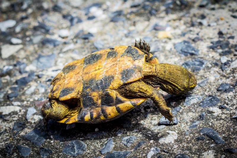 Small turtle stock image. Image of wildlife, walking - 88353249
