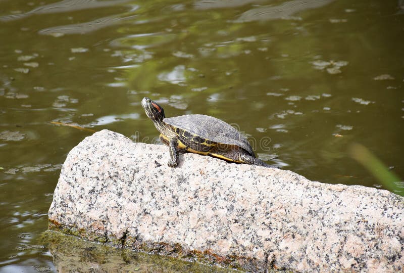 Small Turtle Sun Bathing To Regulate Body Temperature Stock Photo ...