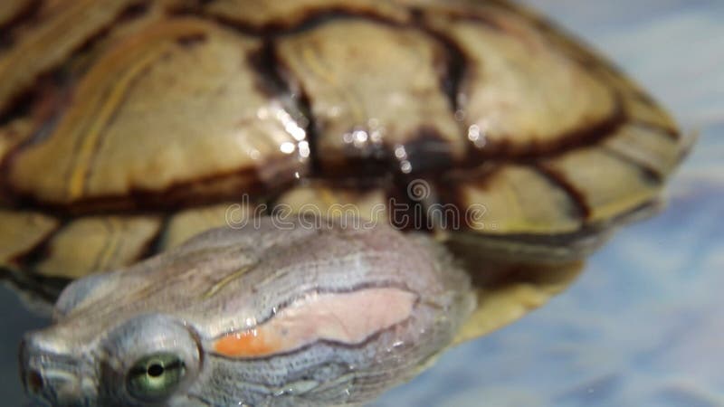 Small Turtle Swimming Underwater with Elegant Head Movements Stock ...