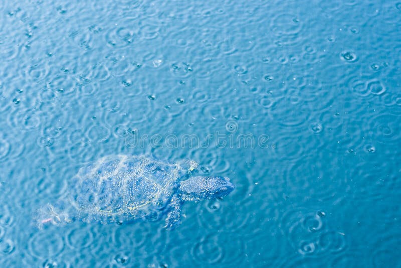 Turtle in the rain stock image. Image of creature, leaves - 18629259