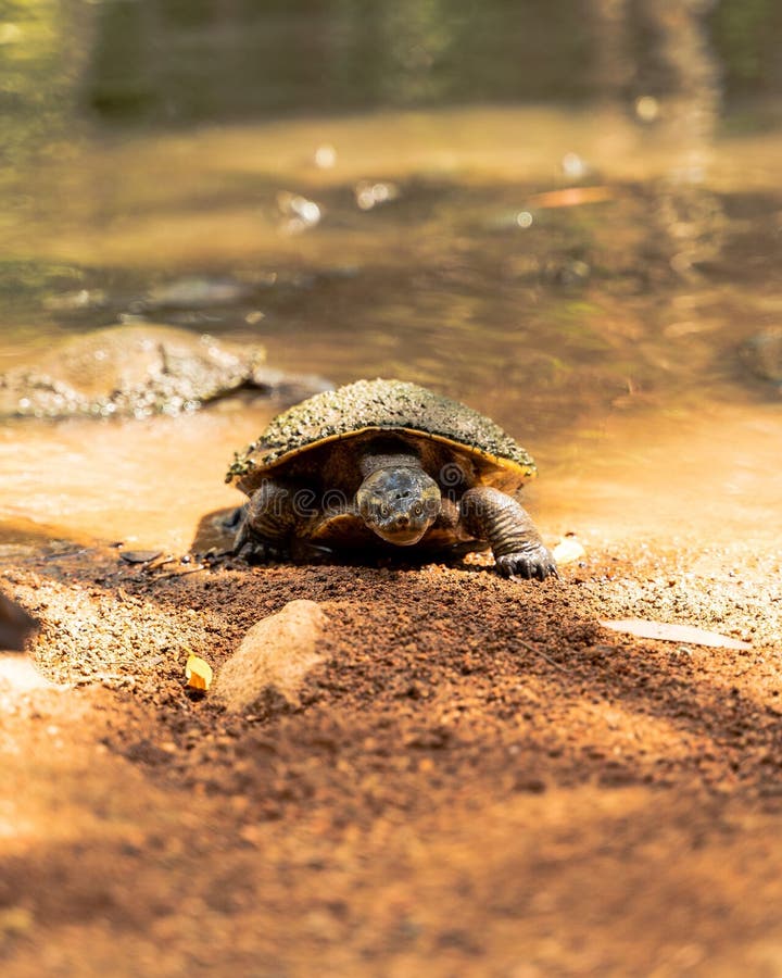 Small Turtle Walking Across a Patch of Dirt. Stock Photo - Image of ...