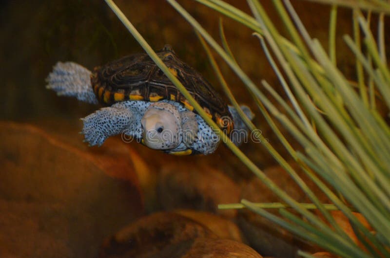 Small Turtle with Webbed Feet Swimming Underwater Stock Image - Image ...
