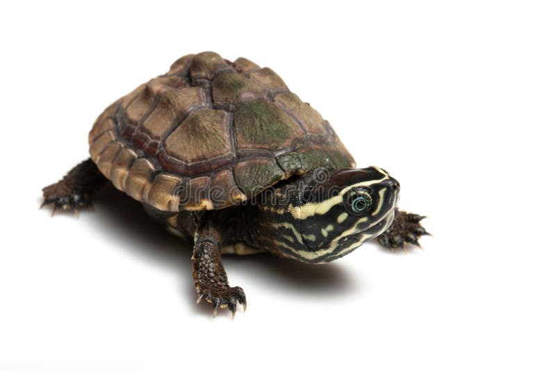 Box Turtle on White Background Stock Image - Image of wildlife ...