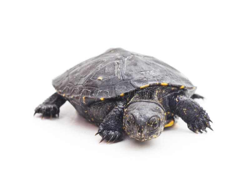 One small turtle. stock image. Image of turtle, shelter - 110259525
