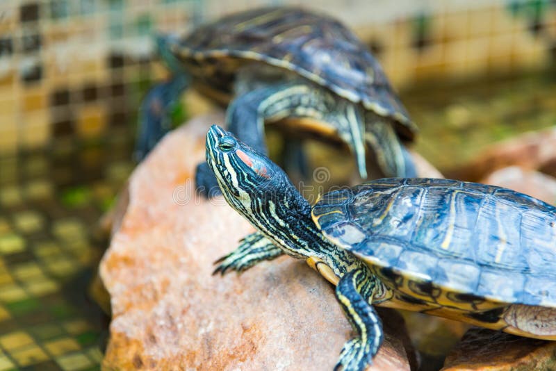 Small Green Turtle in the Zoo Editorial Photography - Image of eyes ...