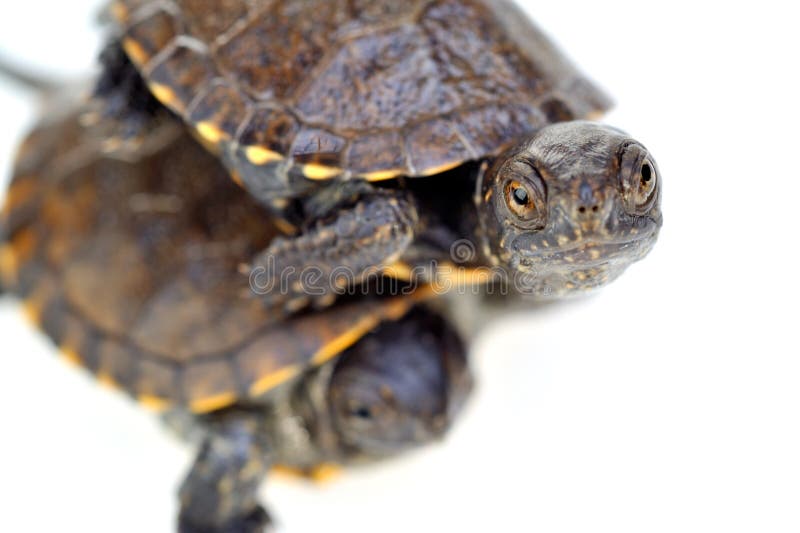 Small turtles stock photo. Image of ancient, retract - 10511470