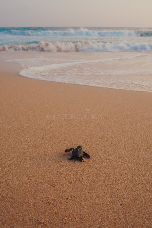 Baby turtles stock image. Image of island, crawl, newly - 29278109