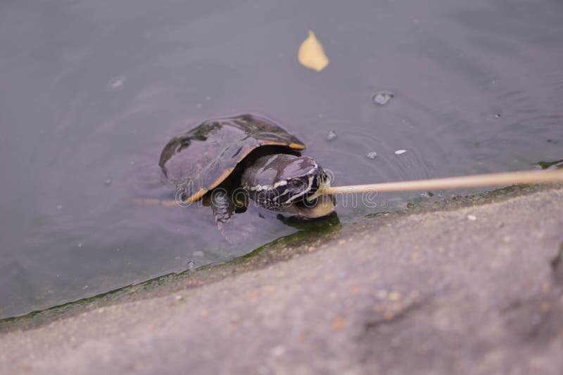 Small Turtles are Walking To Eat. Stock Photo - Image of closeup ...