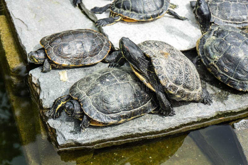 Small Turtles in Garden Lying Around with Close Up Stock Image - Image ...