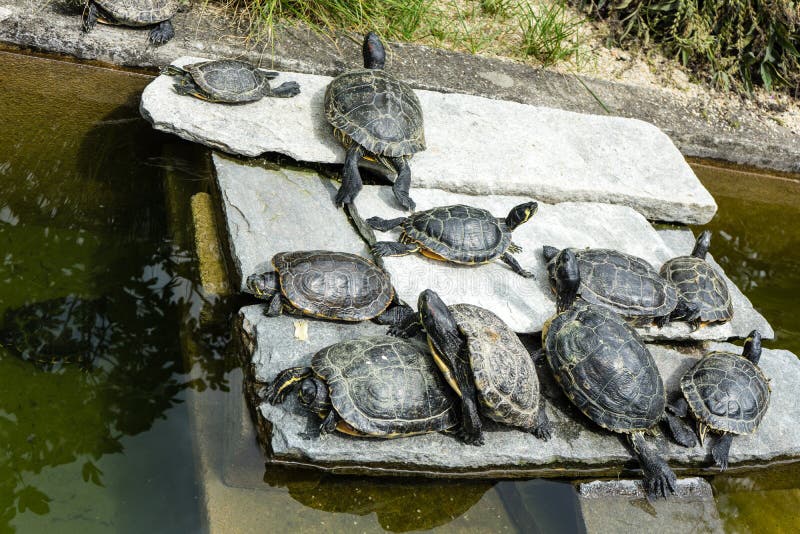 Small Turtles in Garden Lying Around with Close Up Stock Photo - Image ...