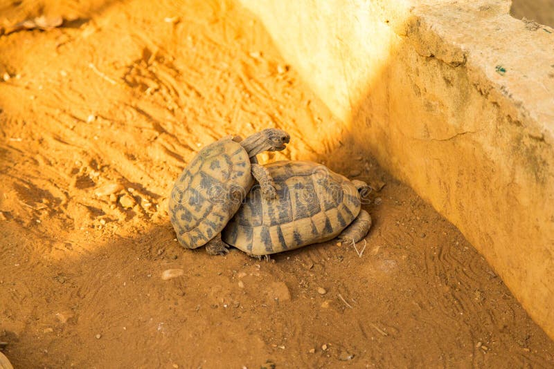 Two Turtles are Mating in a Forest of Dried Mud and Grass during Summer ...